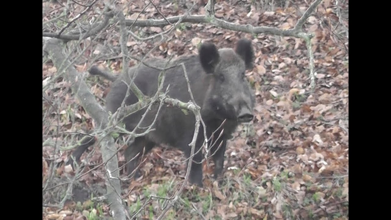 Running hares and a very angry wild boar (Sus scrofa) - YouTube