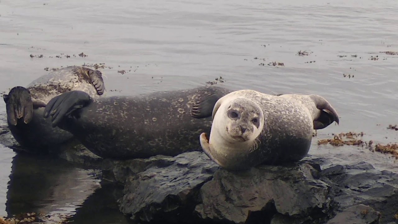 Seals in Iceland - YouTube