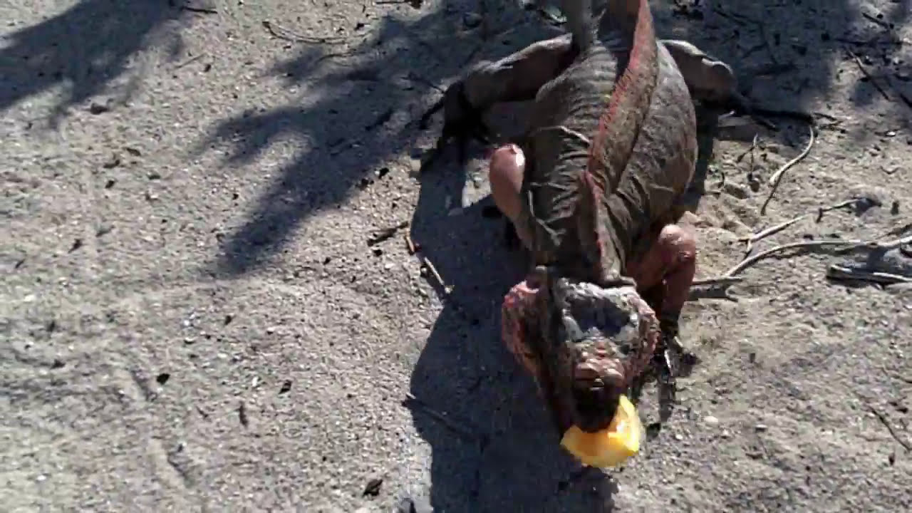 Iguanas on Allen's Cay (Exuma, Bahamas) - YouTube