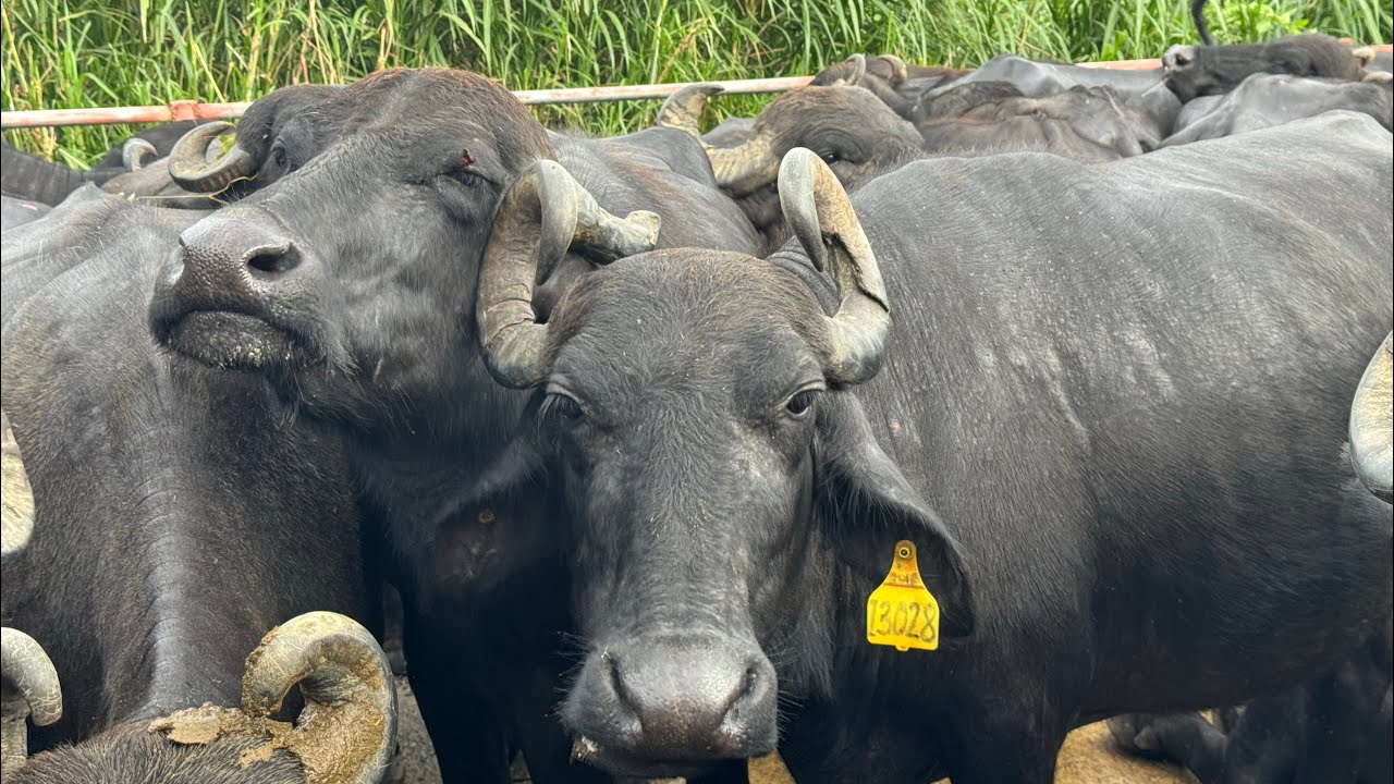 School Trip Part 2! Philippine Carabao Centre - YouTube