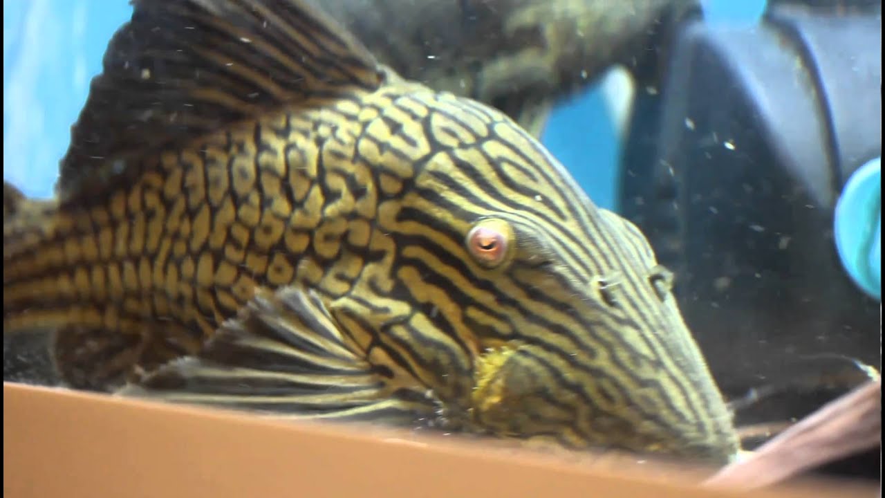 L27 Royal Plecos 金線與木紋皇冠 - YouTube