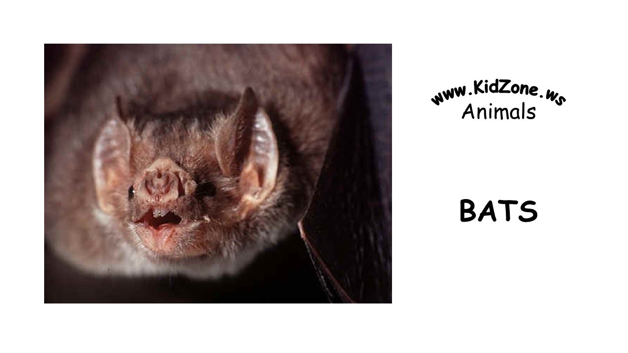 Kidzone Animals: Bats - YouTube