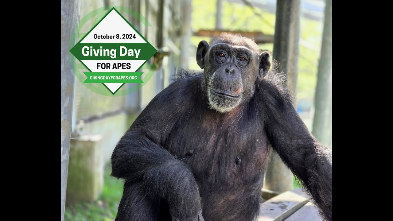 Giving Day for Apes 2024 - chimp videos - YouTube