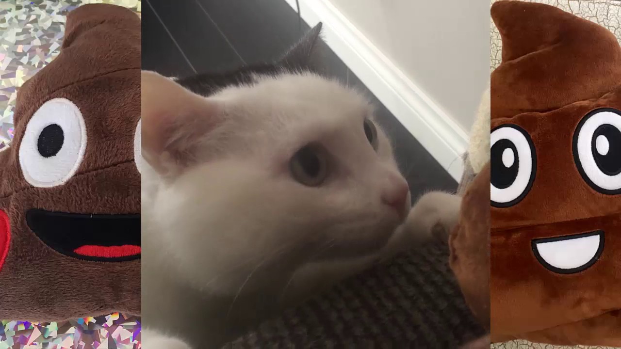 Poop Emoji Freaks Out Cat: Funny Cat Videos - YouTube