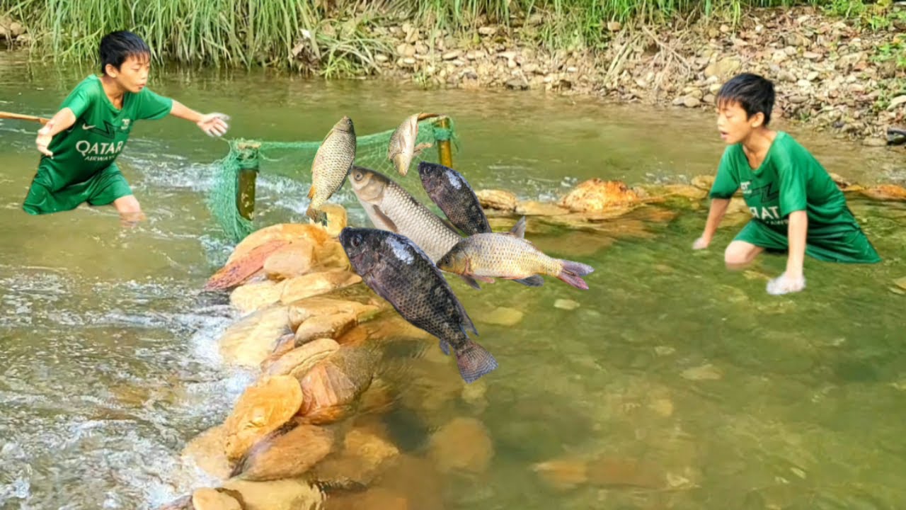 Bac uses rocks to create a strong stream of water, chasing large fish ...