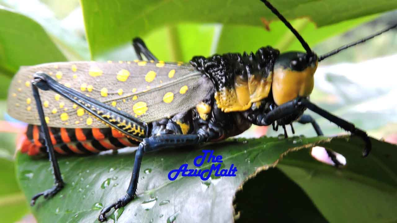 Colorful Yellow Spotted Grasshopper Aularches miliaris - YouTube