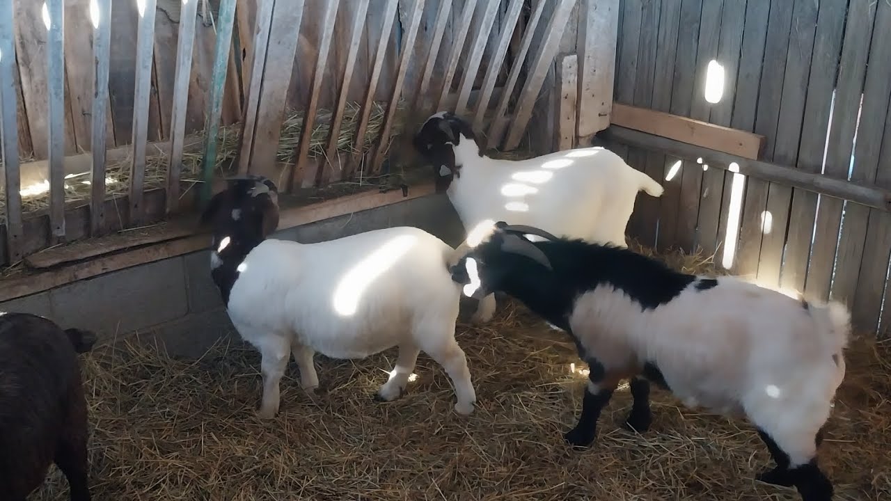 Yearling boer goats - YouTube