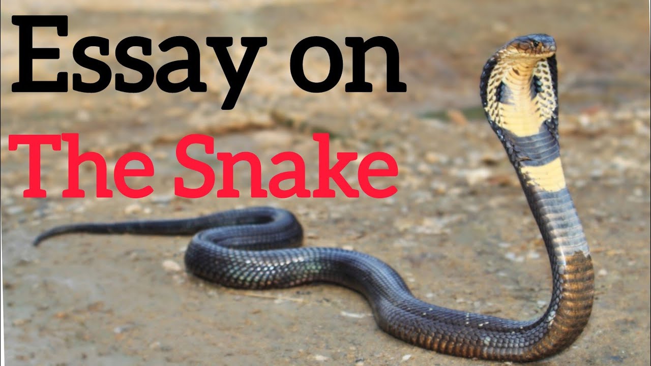 essay on snake/essay on snake in english/english paragraph on snake ...