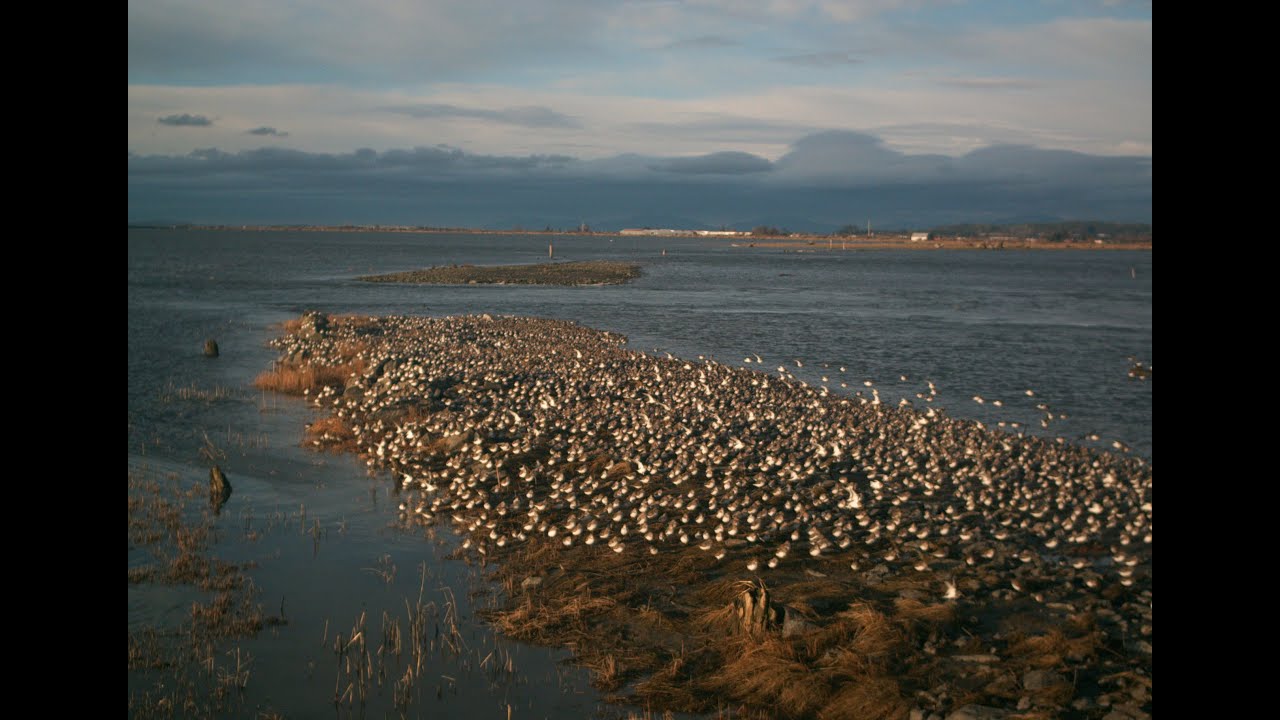 King Tides and Shorebirds: A Timelapse at Port Susan Bay - YouTube