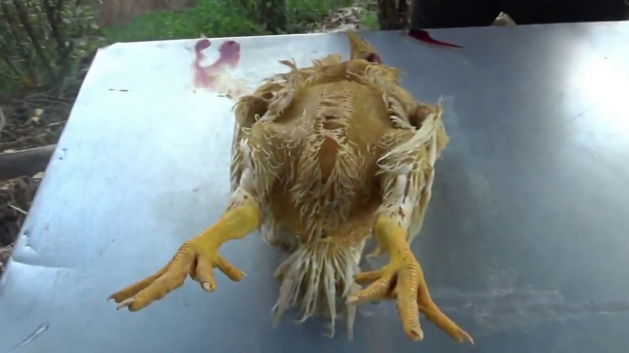 COMO PELAR UN POLLO DE ENGORDE,, 2da PARTE ,TIPS COMPLETO. - YouTube