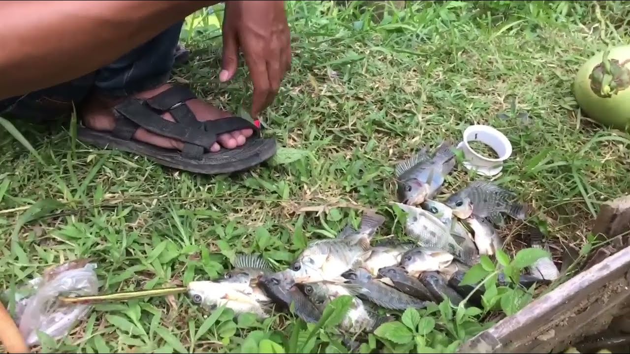 Mancing Mania Mantap👍!!! - YouTube
