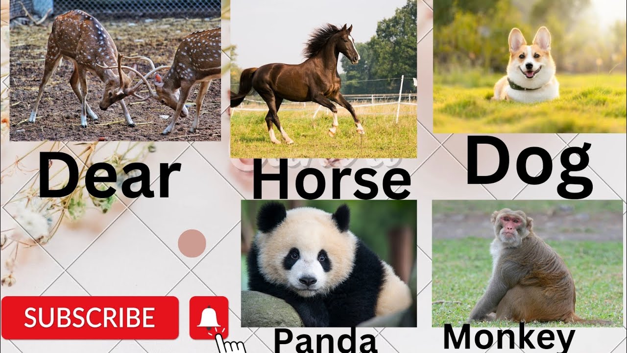 Animals Name And Sound Learn Bird Species in English I Roar Animal's ...