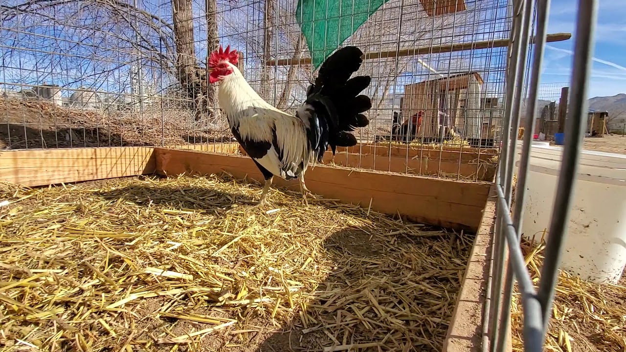 Ray Hoskins Grey Bull Stag - YouTube