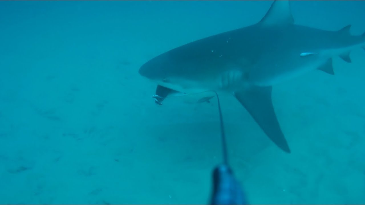 Fishing Mosambik Bazaruto 🚣‍♂️ Spannendes Angeln in Afrika - YouTube