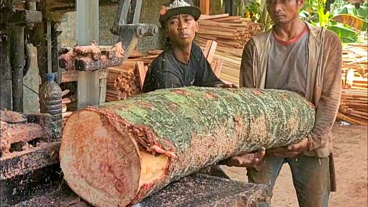 Untung Selangit, Memanfaatkan Pucuk Kayu Bayur diSawmil balok 5x7 - YouTube