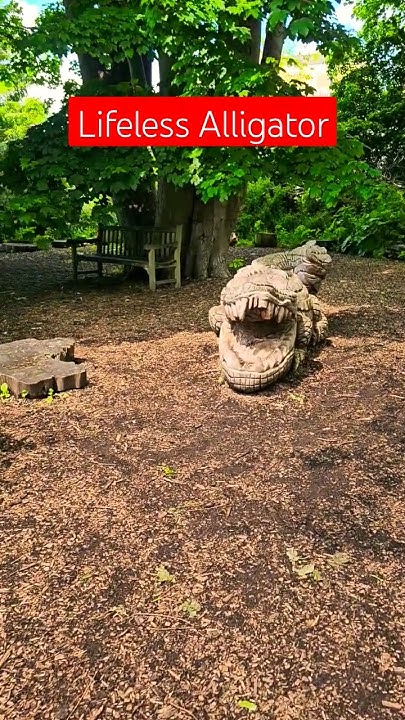 Lifeless Alligator 😱 Viralvideo Viral Shortsvideo Shorts Nature