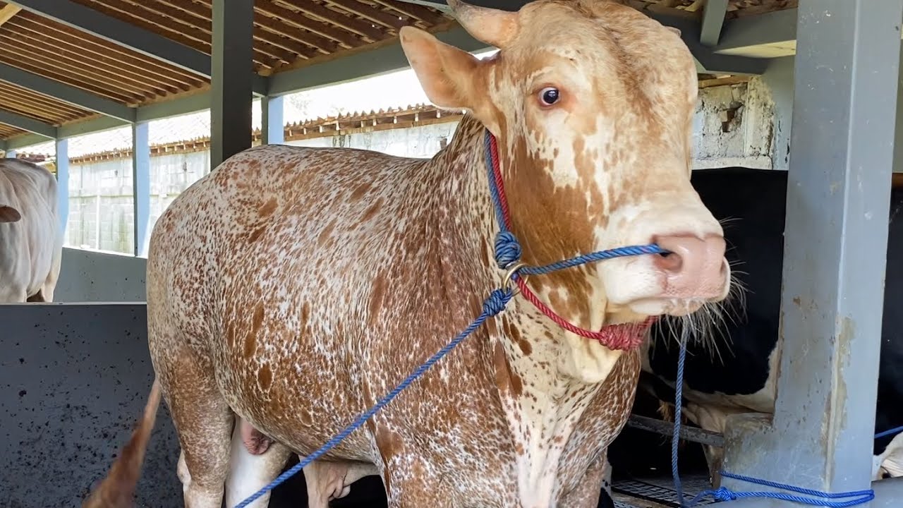 SAPI UNIK DAN LANGKA DI BERKAH SETIA FARM ️🔥🔥🔥 - YouTube