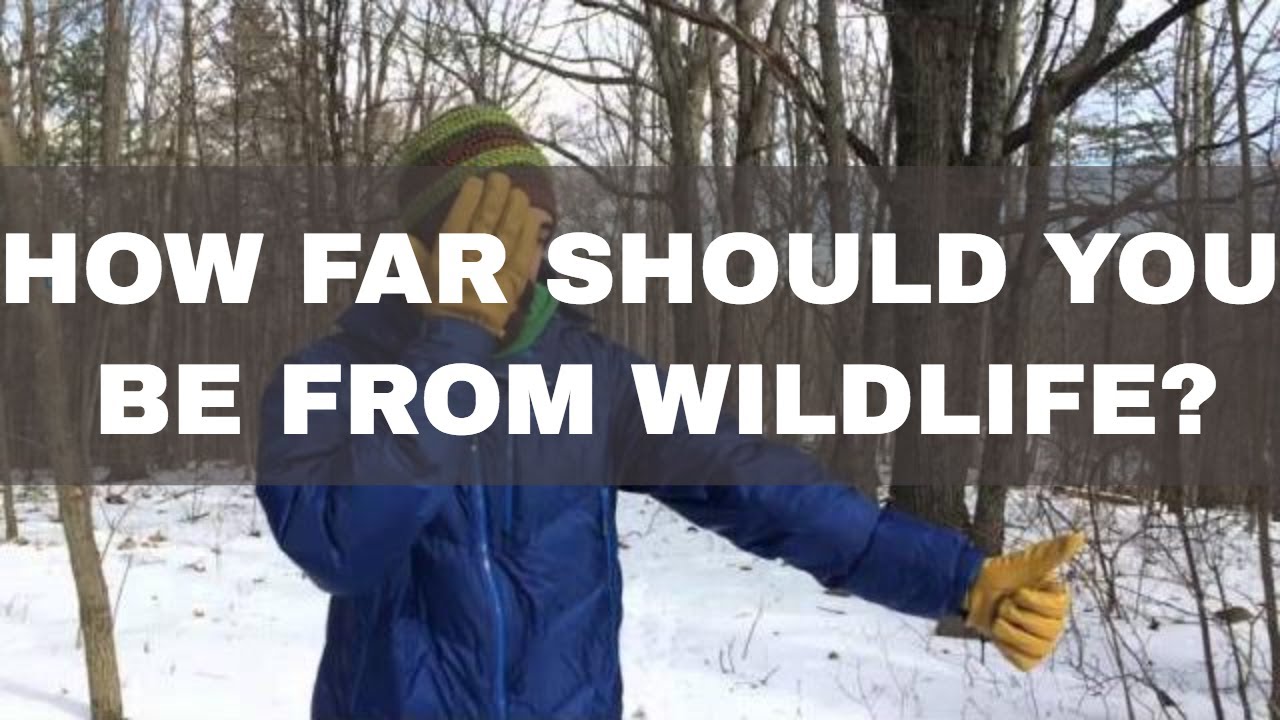 How Far Should You Be From Wildlife YouTube how-far-should-you-be-from-wildlife-youtube