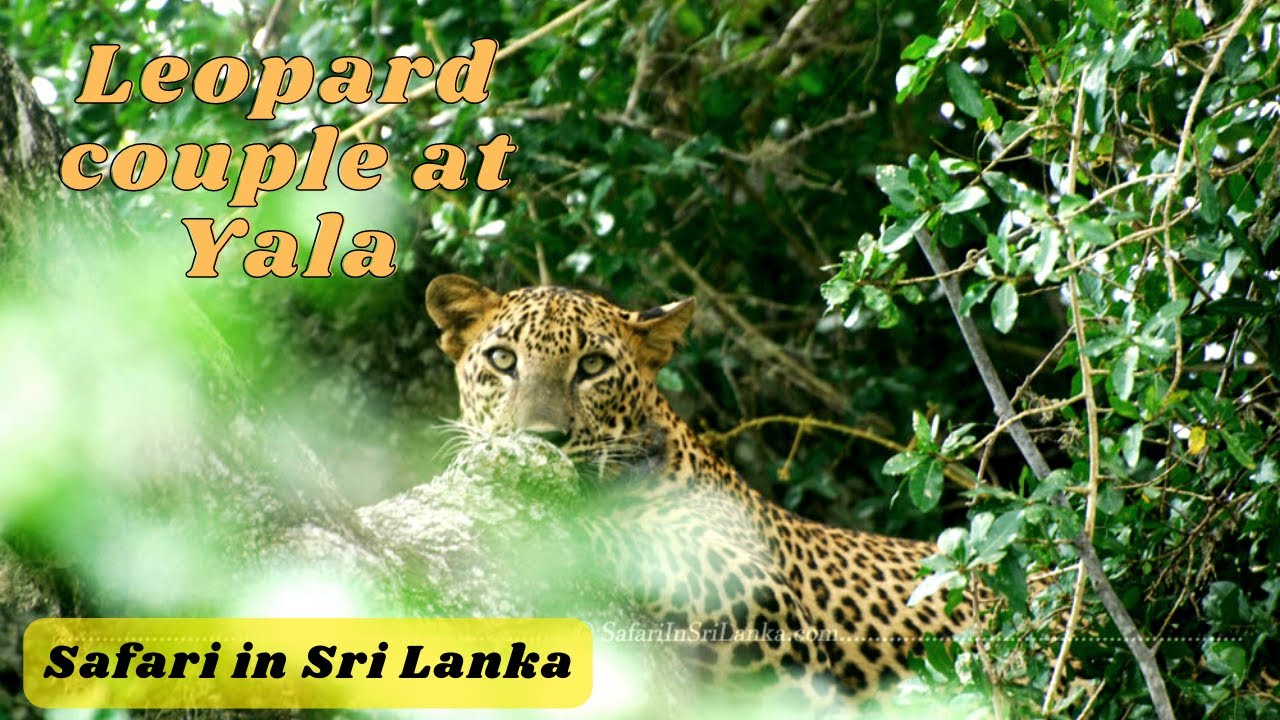 Adorable Leopard couple relaxing at Yala National Park | Safari in Sri ...
