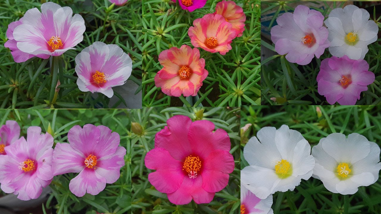 7 COLORS JUMBO PORTULACA COLLECTION - Pathumani - table rose ...