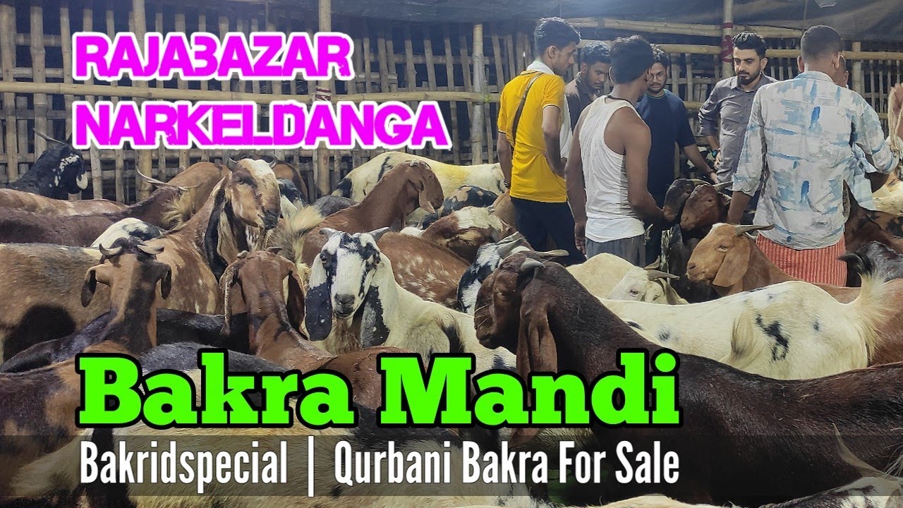 Rajabazar Narkeldanga Bakra Mandi 2024 | Bakra mandi taza update # ...