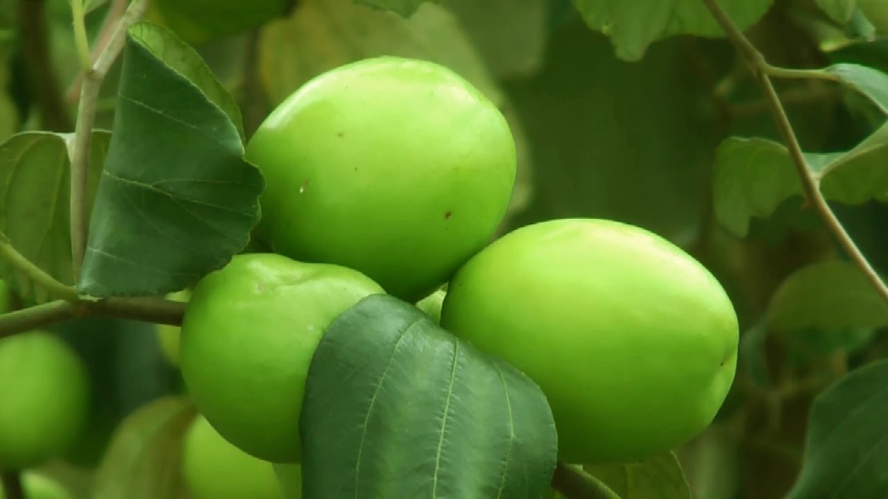 Starting a Business - Jujube Fruit Farming Business Ideas and Apple Ber ...