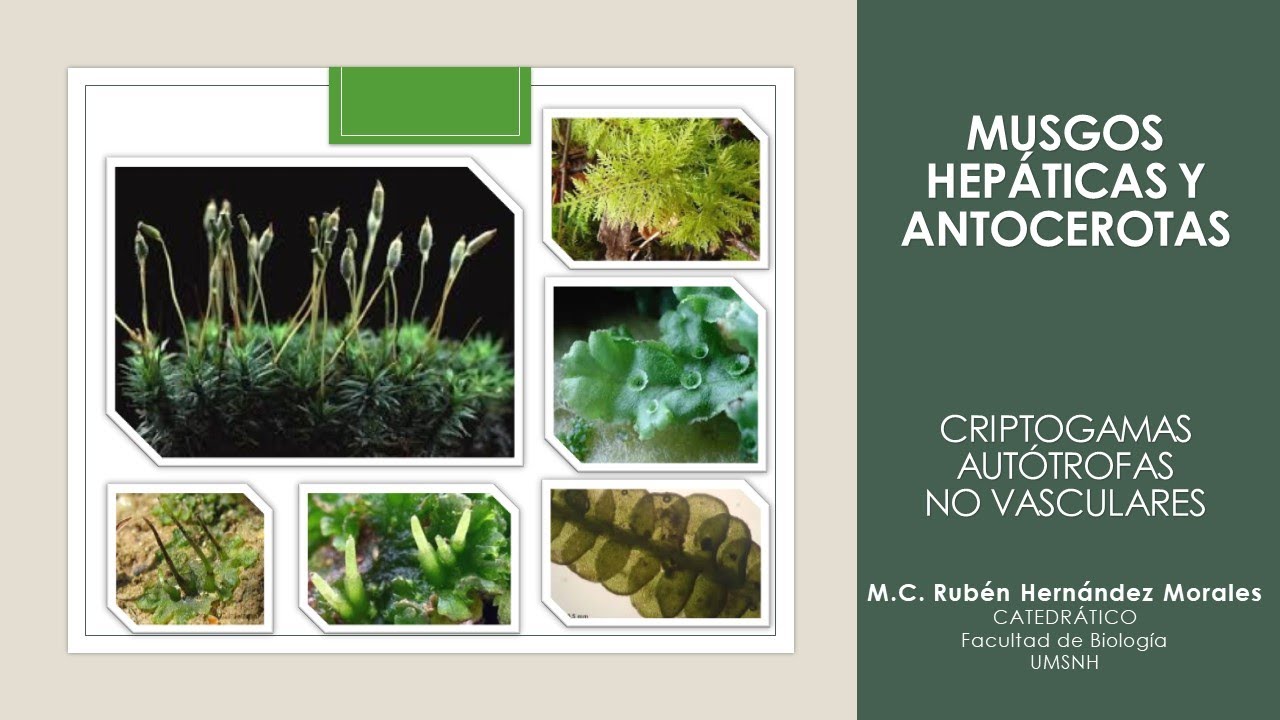 Características de briofitos - YouTube