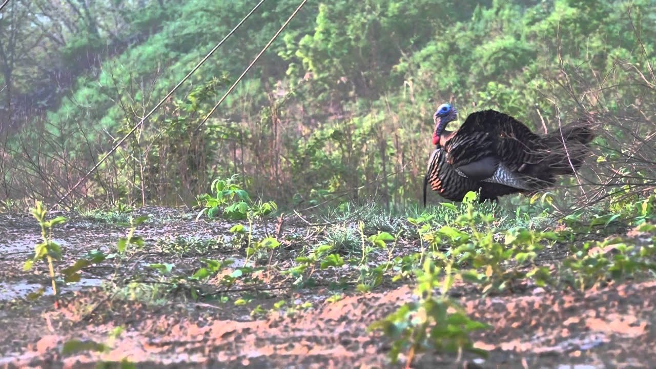 2015 West Virginia Turkey Hunt - YouTube