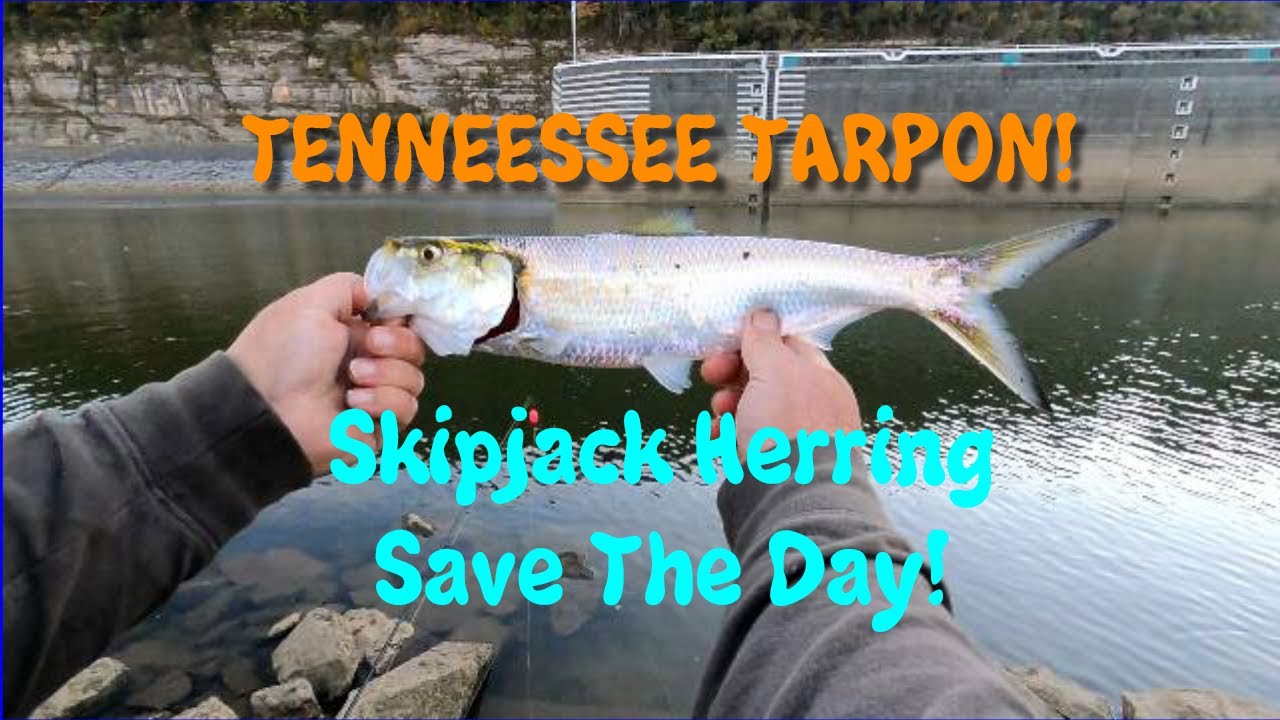 No Sauger Were Biting | Skipjack Herring Save The Day - YouTube