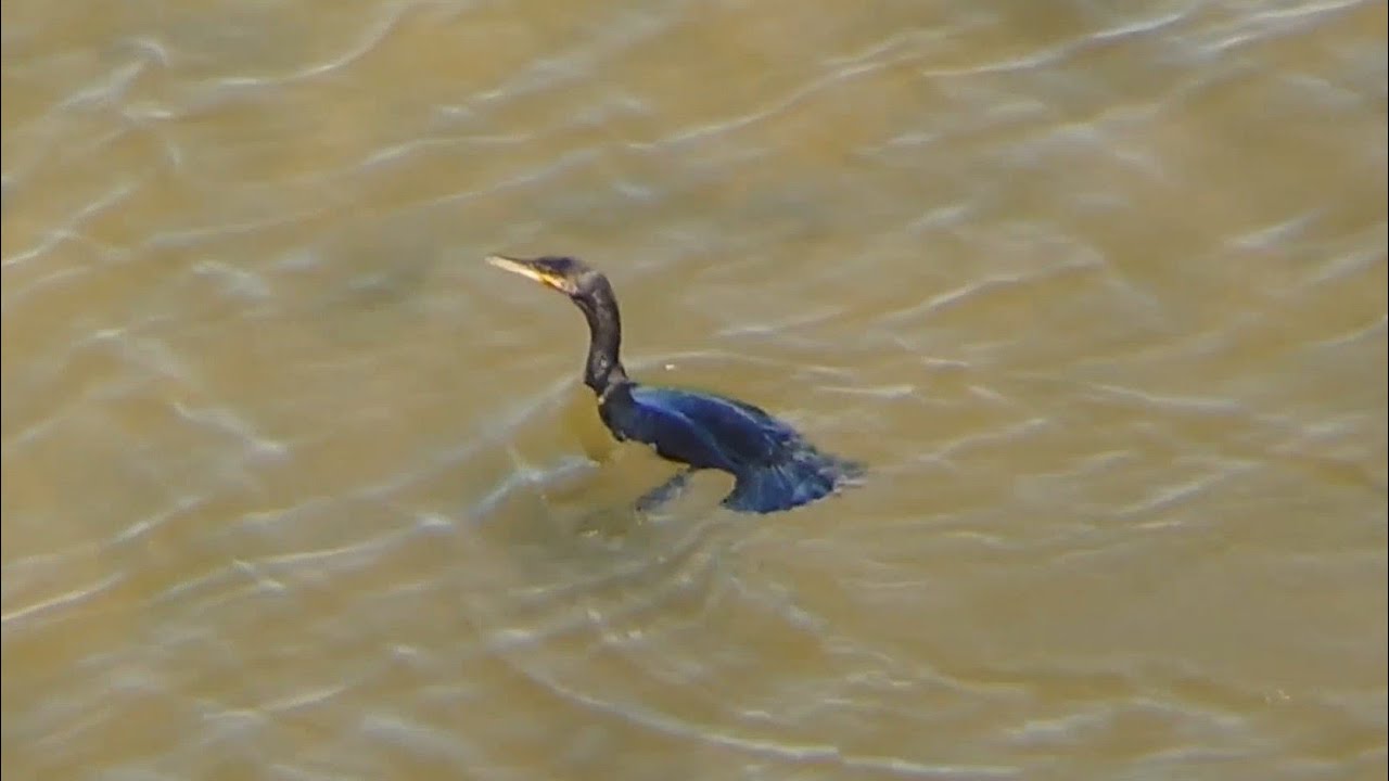 Cormorant hunting [with fast speed under water] - YouTube