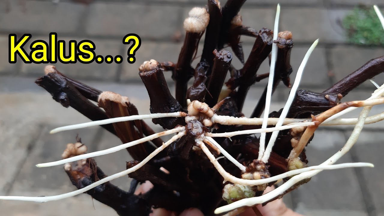 Cara Membuat Kalus Stek Anggur - YouTube