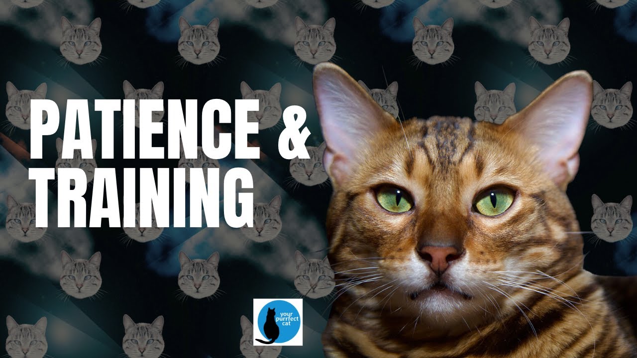 Patience & Training - YouTube