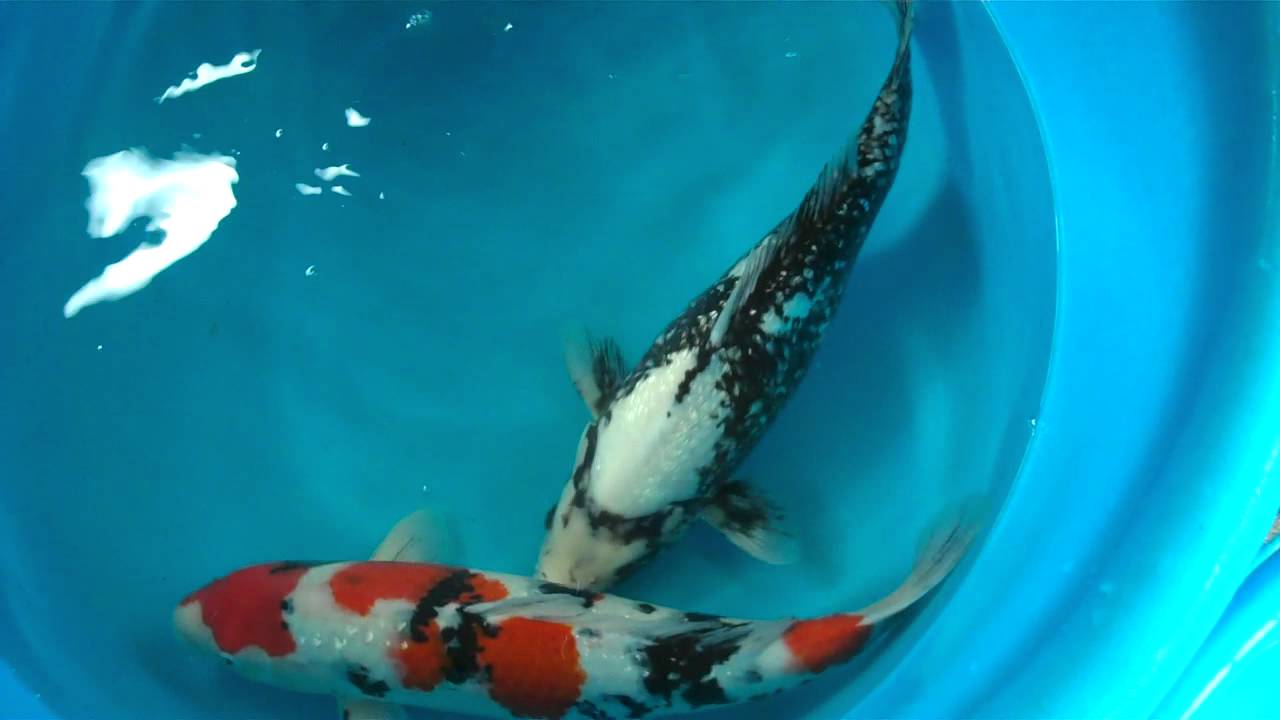 Kin Gin Rin - YouTube