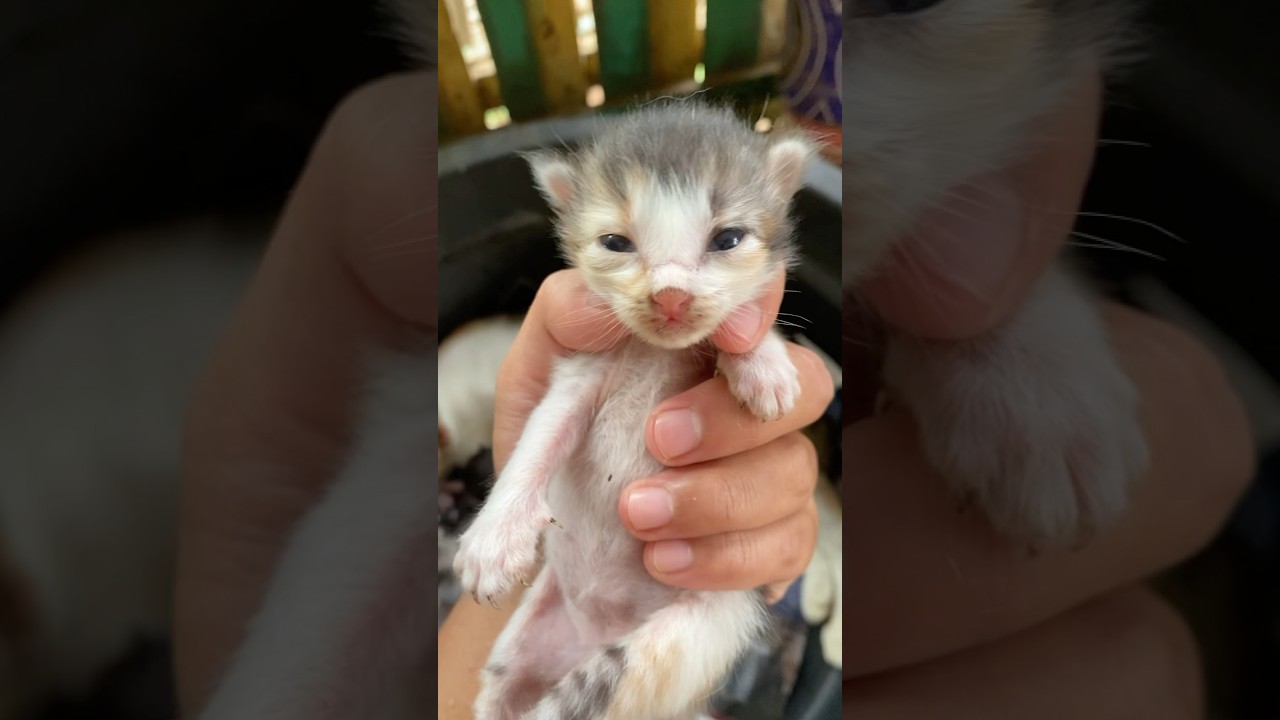 Awiwi #cat #kitten - YouTube