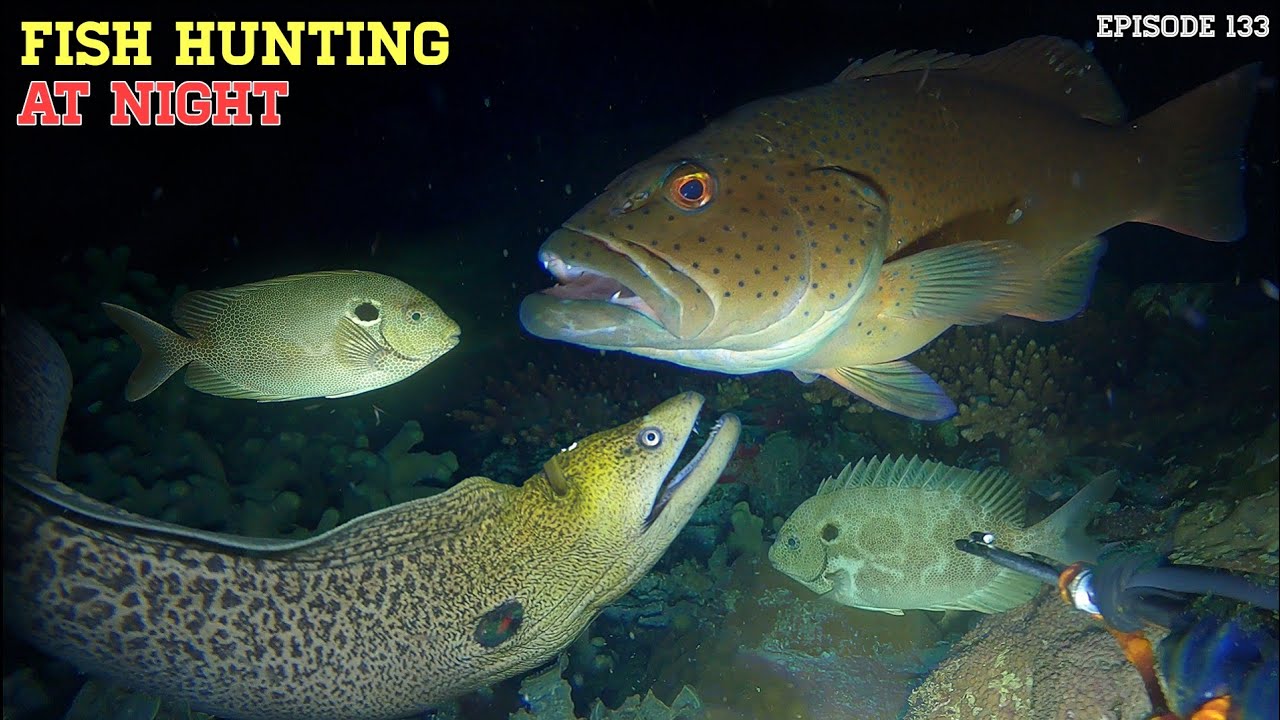 NIGHT SPEARFISHING EPISODE 134 | FISH HUNTING AT NIGHT - YouTube