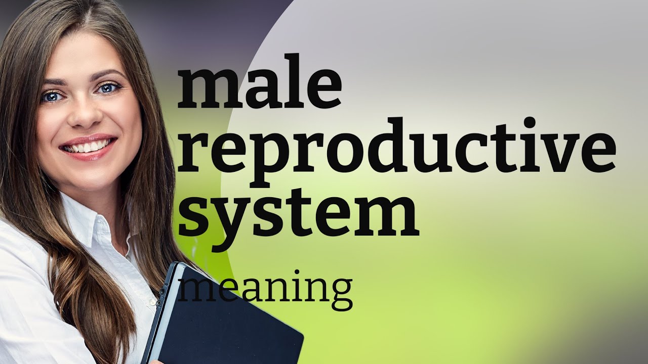 Male reproductive system • MALE REPRODUCTIVE SYSTEM definition - YouTube