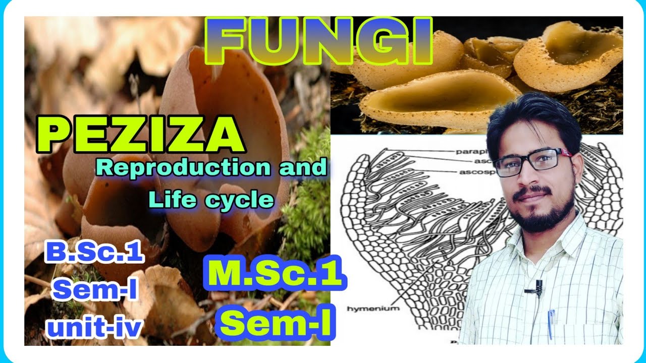 B.Sc.1-Sem,MSc-1.sem,FUNGI, PEZIZA,habitat somatic structure ...