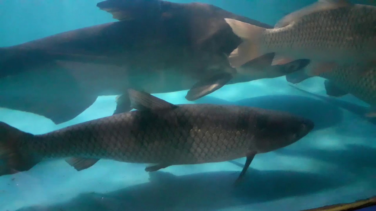 village cinari and tour - YouTube