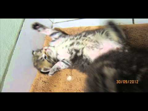 Psy - Gangnam Style Cats Version - YouTube