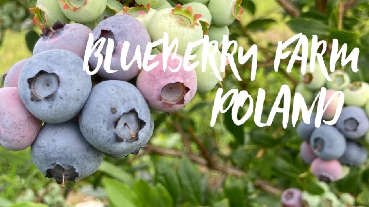 Blueberry Farm, Poland | Pinoy Blueberries Pickers - YouTube
