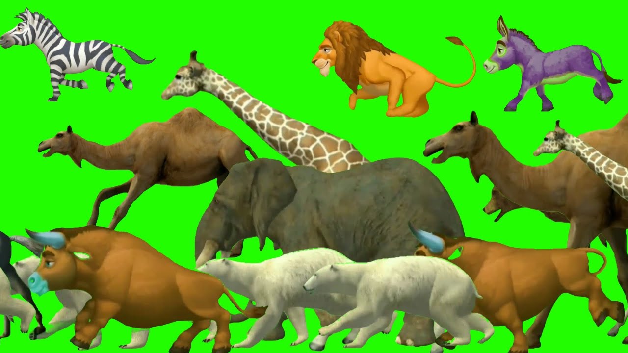 Zoo animals green screen | Wild animal stampede green screen | Animals ...