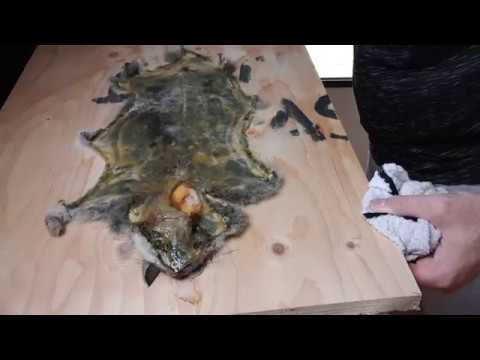 Rabbit Head Mount Part Two, Egg Tanning The Hide - YouTube
