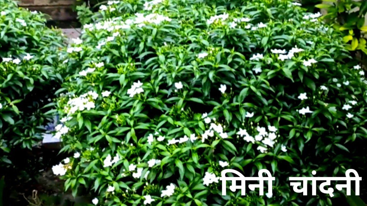 Mini Chandani Flower Plant Care And Get More Flowers llमिनी चांदनी की ...