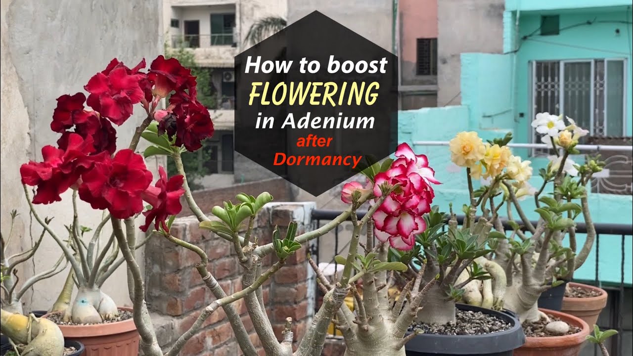 How to boost flowering in Adenium after dormancy || Adenium Tips and ...