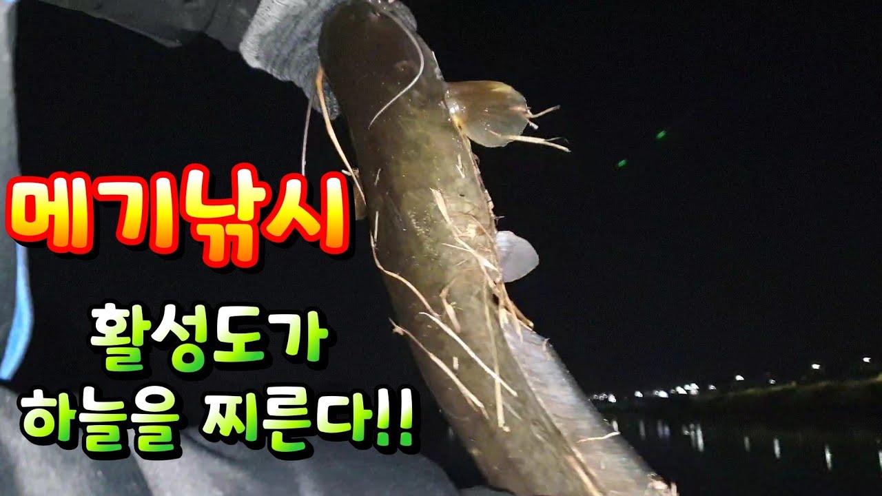 메기낚시 활성도가 하늘을 찌른다!장어낚시는 시즌종료! Korean fishing catfish eel fishing - YouTube