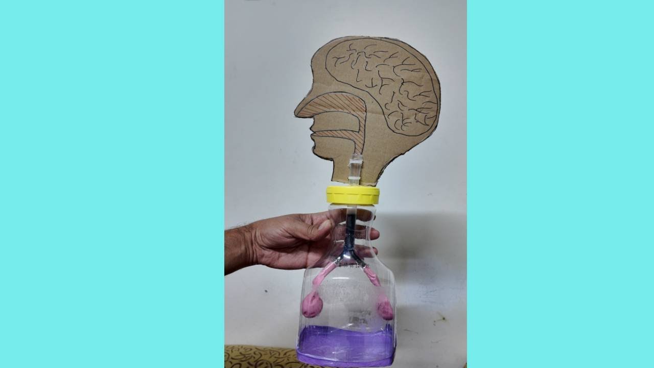 Lungs Working Model | How to Make a Model of Respiratory System ...