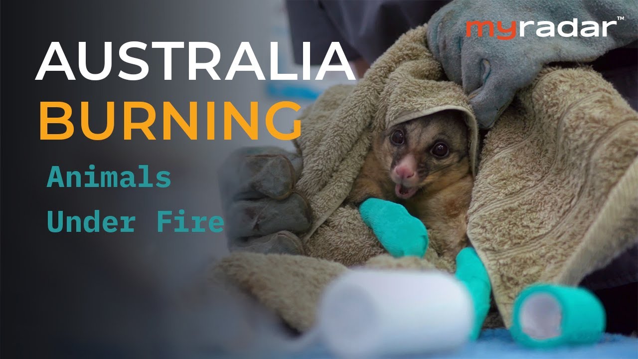 Australia Burning: Animals Under Fire (MyRadar Reports) - YouTube