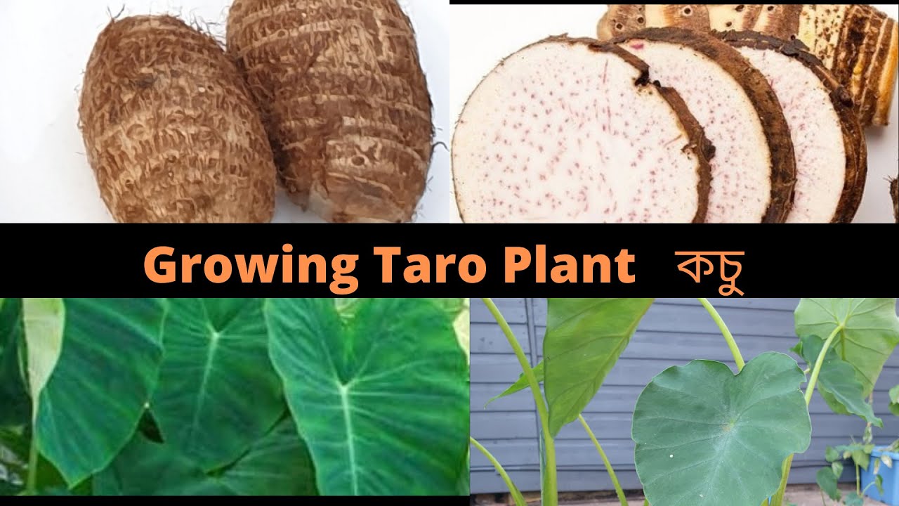 How to Grow Taro Plants | Colocasia | Muki | Kochu | কচু | - YouTube