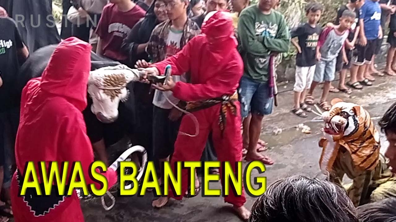 AWAS BANTENG E NGAMUK SEPANJANG JALAN KAMPUNG HIJAU - YouTube