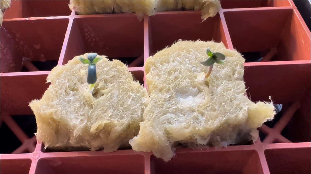 Seedsman Cali Cowboy Grow-off: germination - YouTube